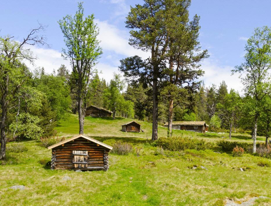 Sommeren i Gutulia 2023 - Engerdal kommune